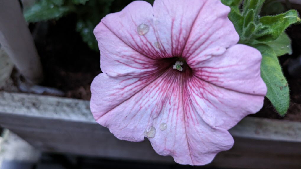 Google Pixel 8a im Test: Dieses Handy lässt Samsungs A-Serie alt ...