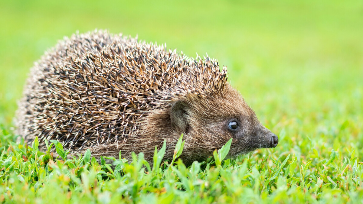 Mähroboter: So schützt ihr Igel und andere Tiere | NETZWELT