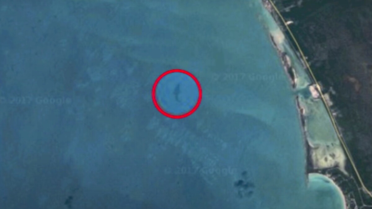 Megalodon auf Google Maps gesichtet: Kann jemand Jason Statham rufen ...