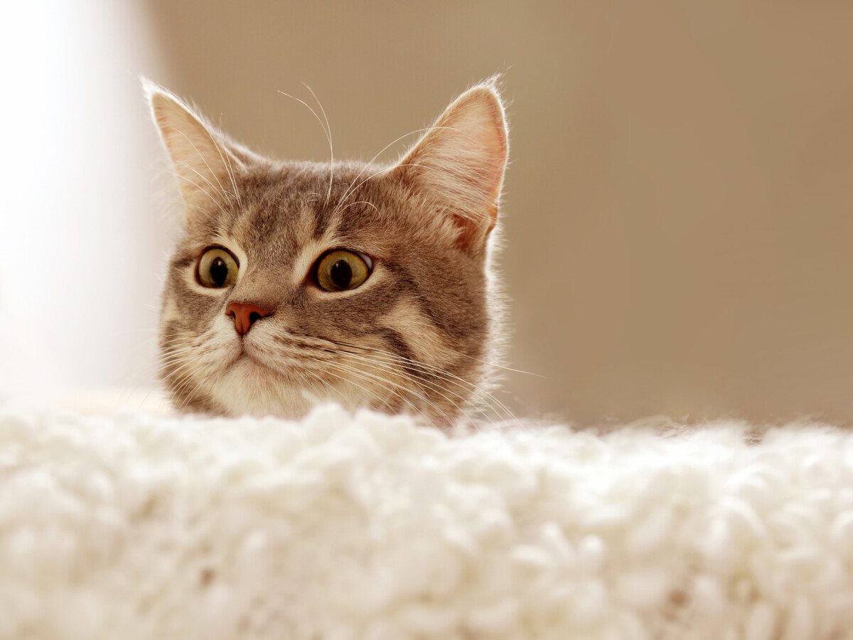 Was bedeutet "LOLcat"? | NETZWELT