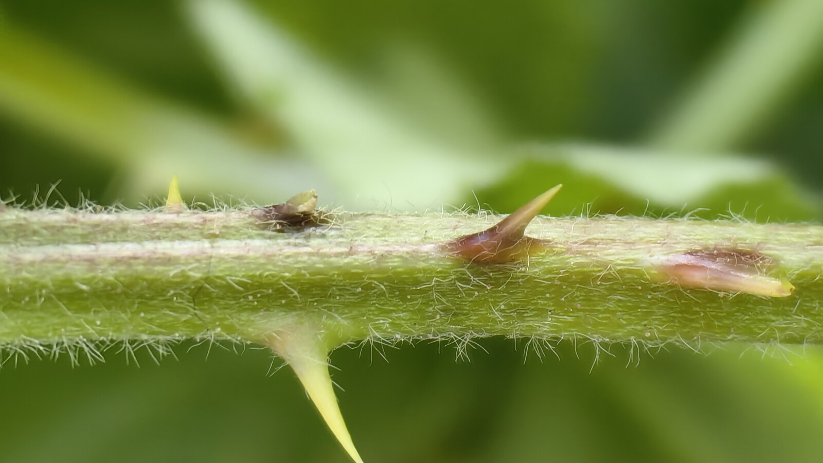 Huawei P60 Pro: Kamera-Samples | NETZWELT