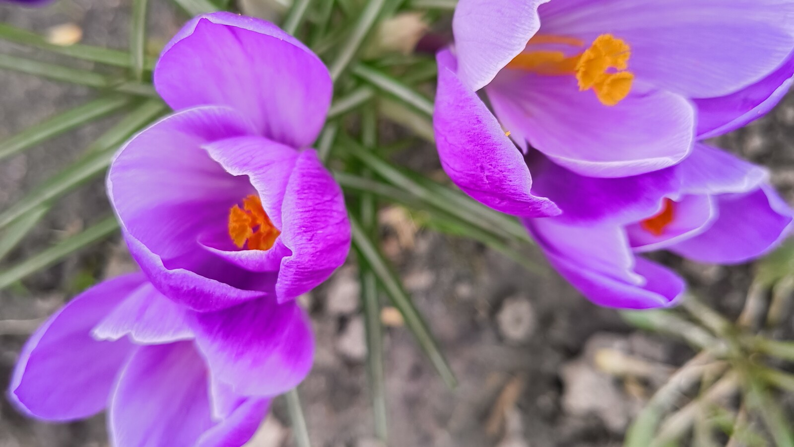 Nothing Phone (2a): Kamera-Samples | NETZWELT