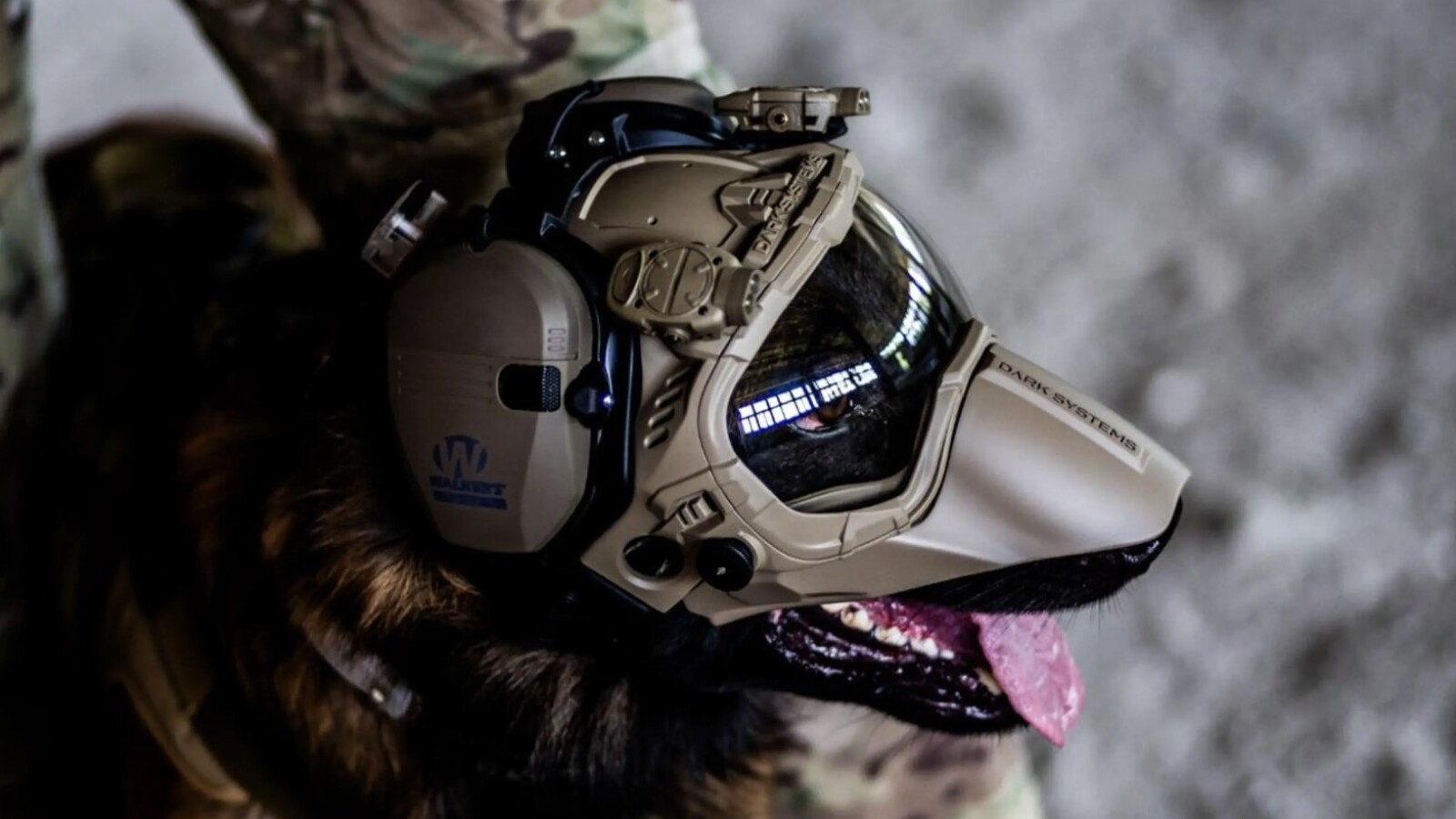 Hundehelm DarkFighter K9 in Bildern | NETZWELT