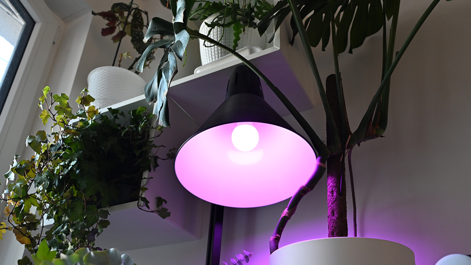 Tink Basics Smart Bulb in Bildern | NETZWELT