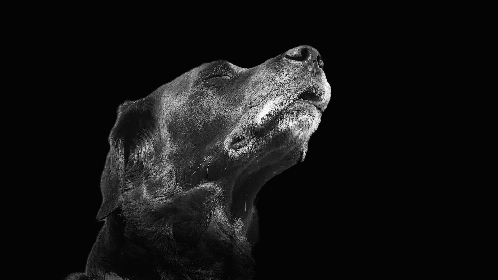 portrait-lighting-modus-beim-iphone-8-plus-netzwelt