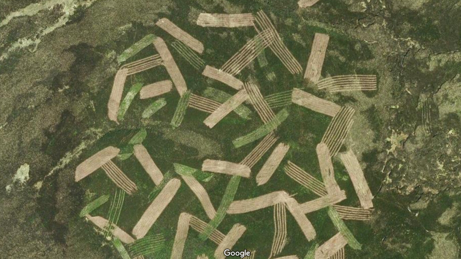 Google Maps: Darum ist dieser Wald gestreift | NETZWELT