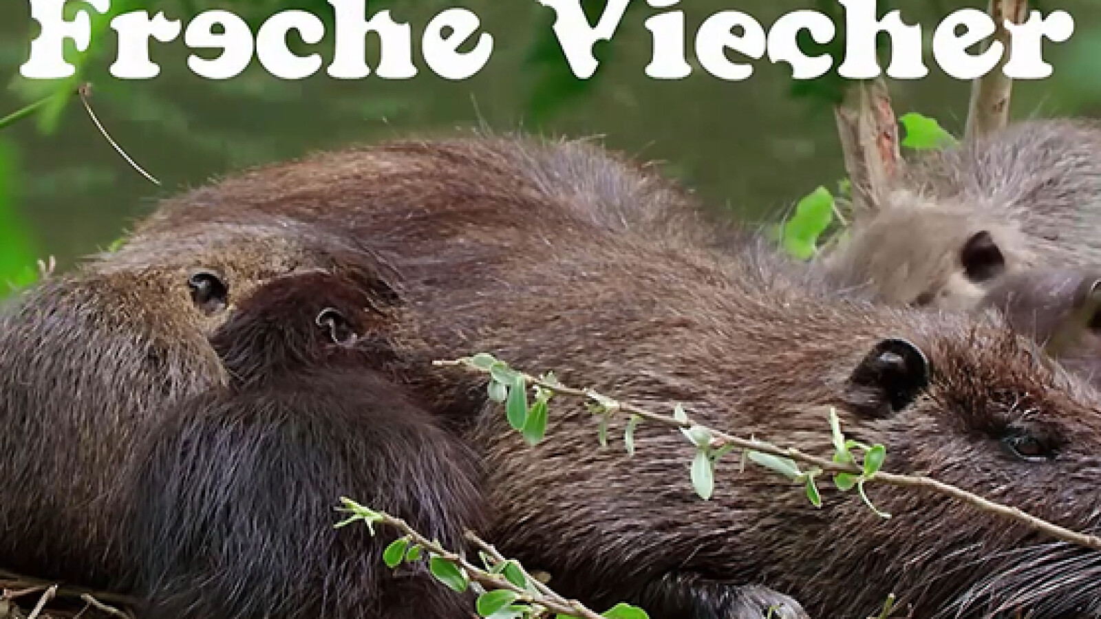 Freche Viecher | Sendetermine & Stream | Dezember/Januar 2026 | NETZWELT