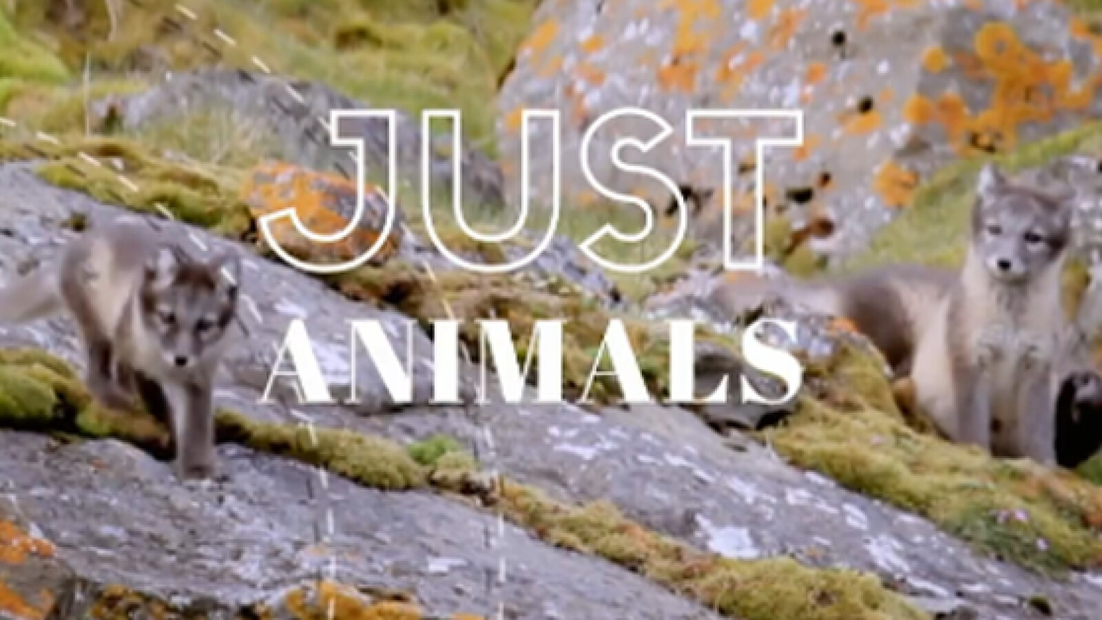 Just Animals | Sendetermine & Stream | Oktober/November 2025 | NETZWELT