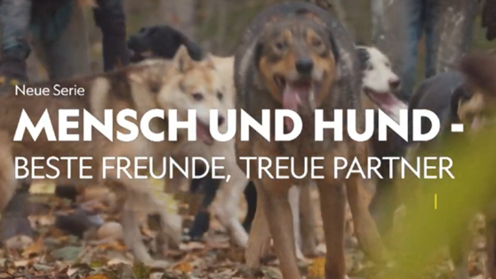 Mensch und Hund - Beste Freunde, treue Partner | Sendetermine & Stream ...