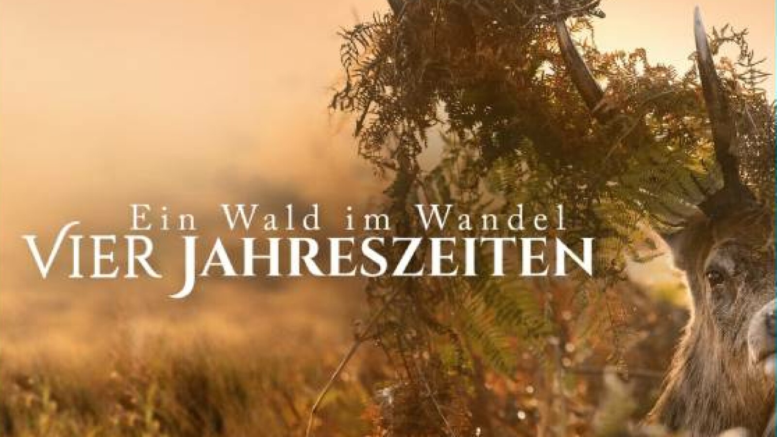 Vier Jahreszeiten - Ein Wald im Wandel | Sendetermine & Stream | Mai ...